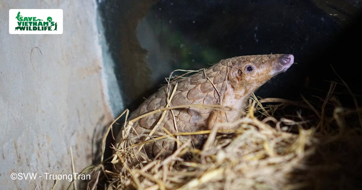 Cùng Save Vietnam’s Wildlife chăm sóc Rolly và Sunny - 2 cá thể Tê Tê ...